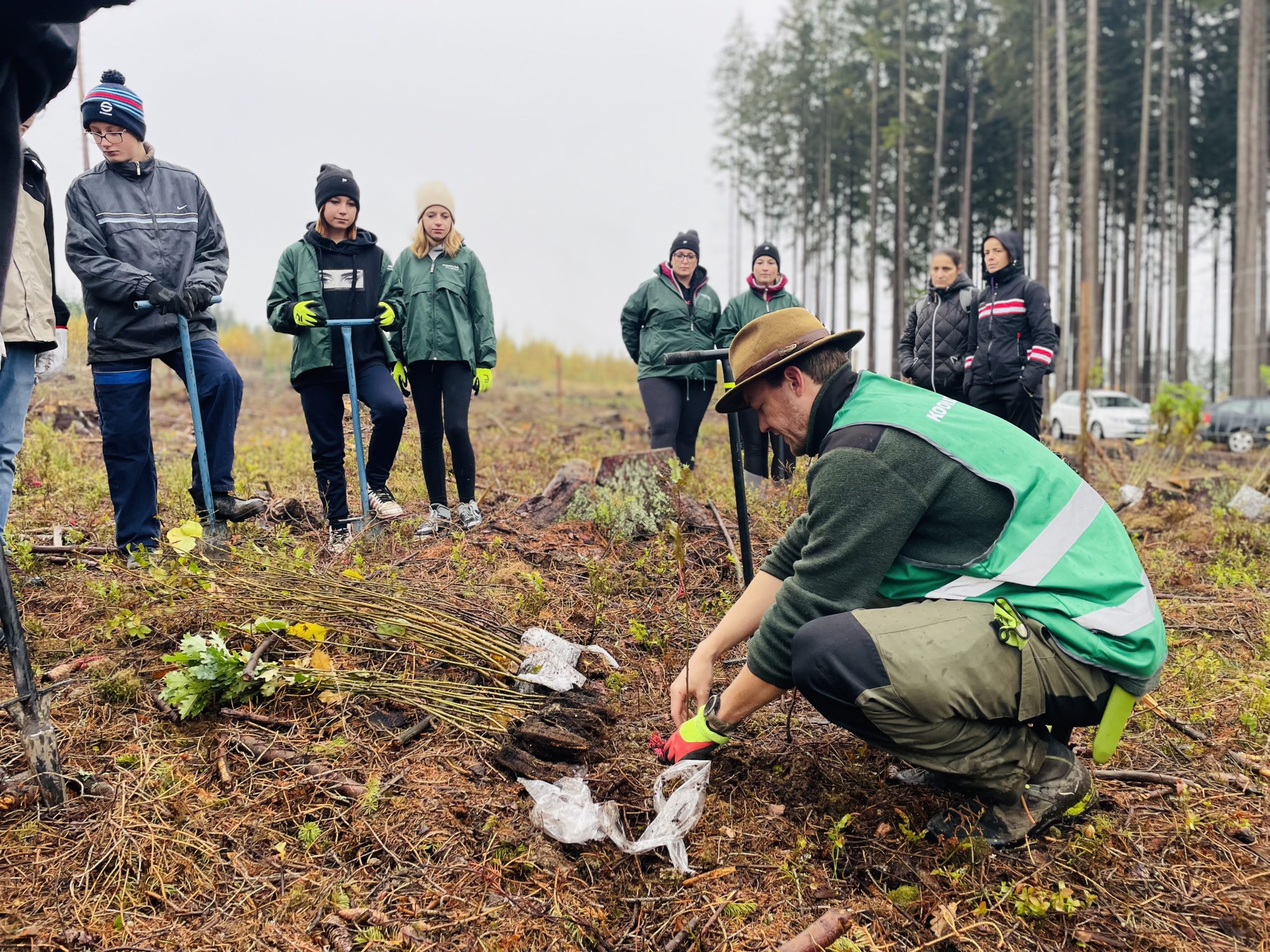 Lesní ekosystém aneb co dokáže jeden strom - Home for Trees